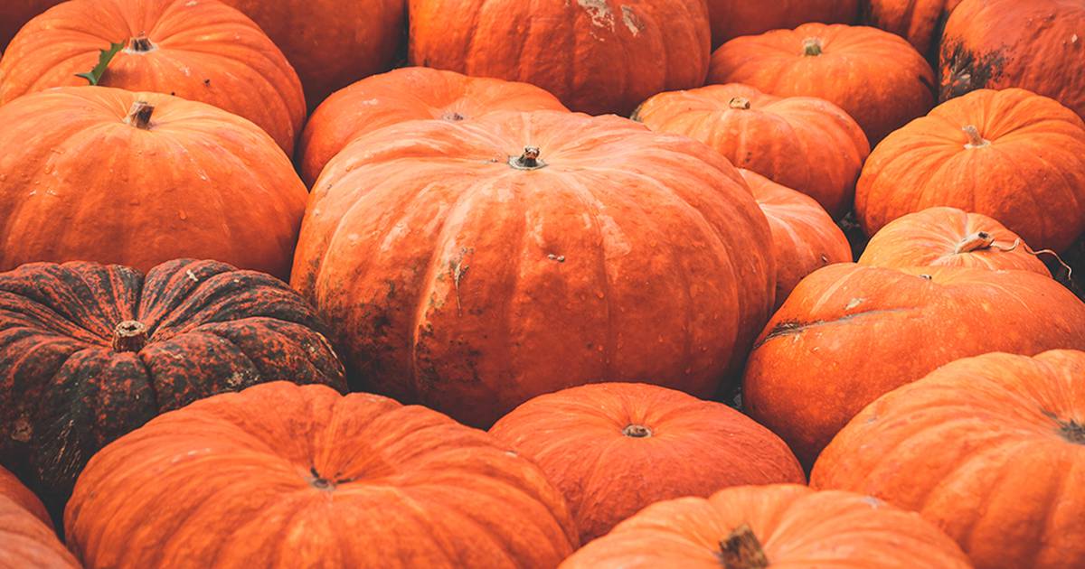 Don’t dump Halloween pumpkins; donate or compost them – Shaw Local
