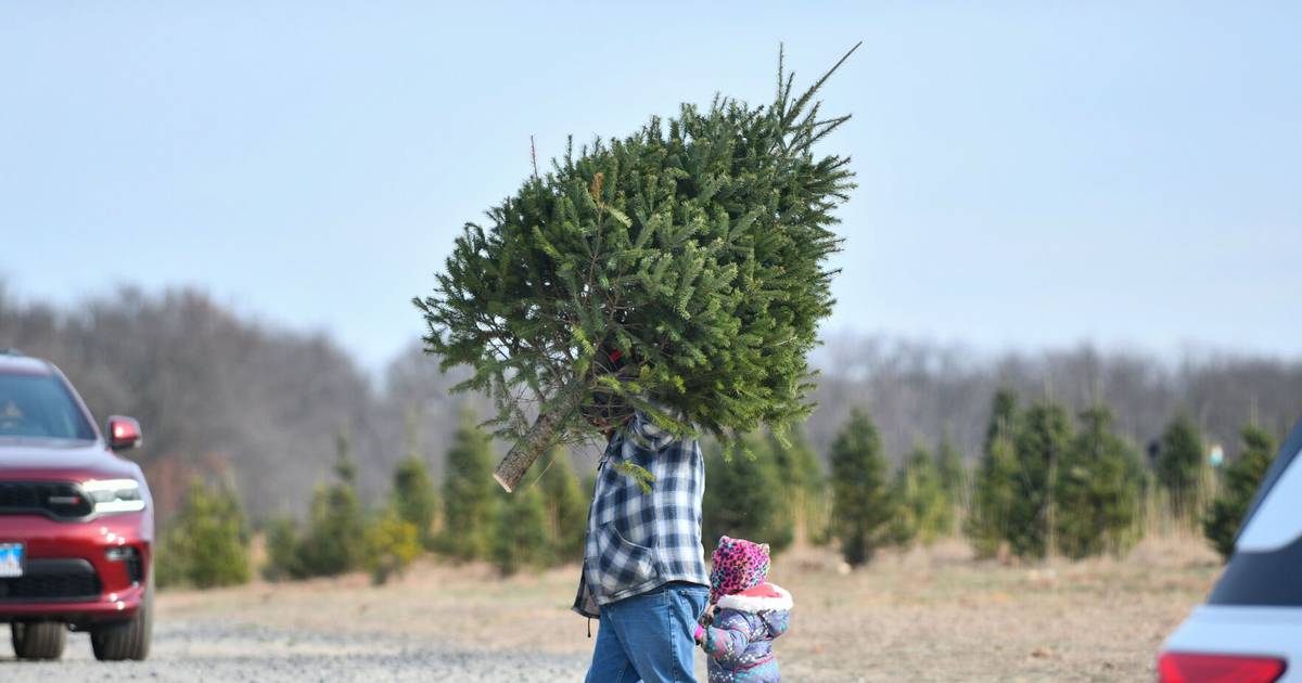 Wilmington’s Tammen Treeberry Farm a Christmas destination since the ...
