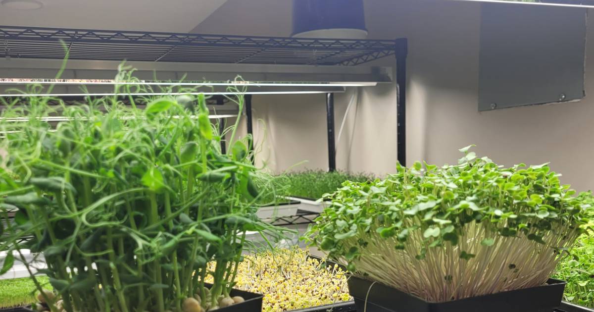 Bertolet Memorial Library hosting microgreen learning sessions on Nov. 5, 15 – Shaw Local
