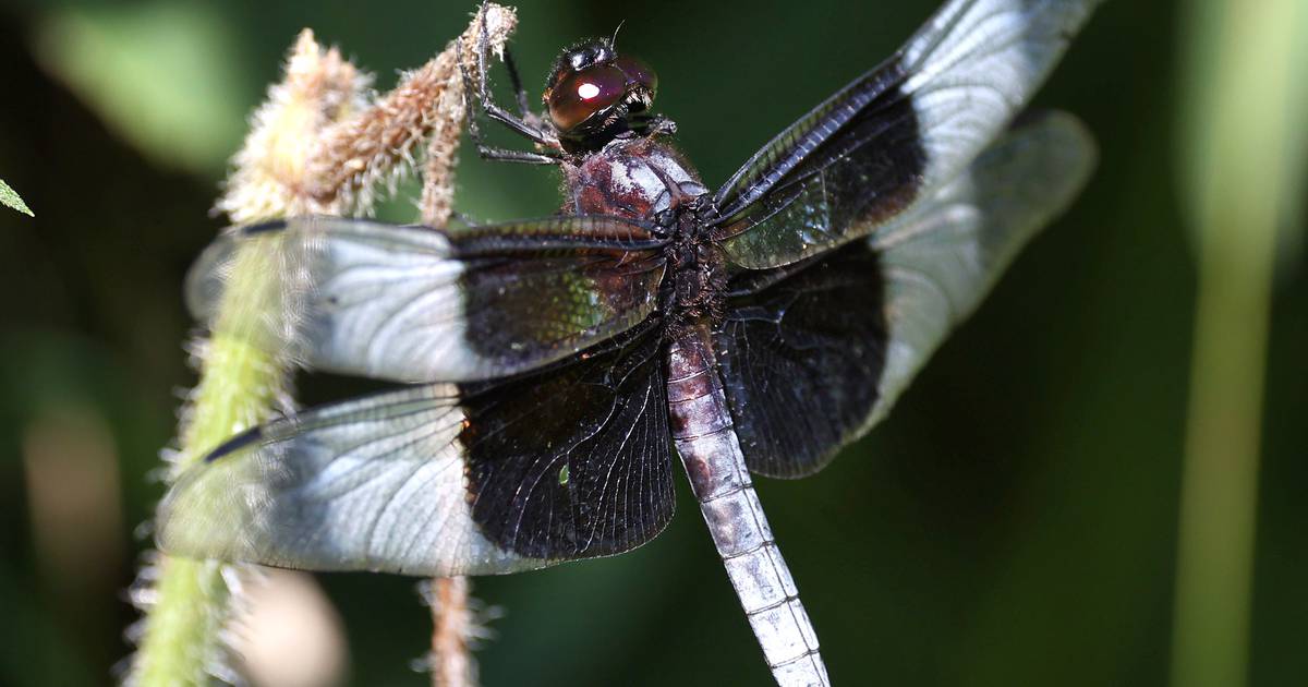 Down the Garden Path: Fall Insect Migration – Shaw Local