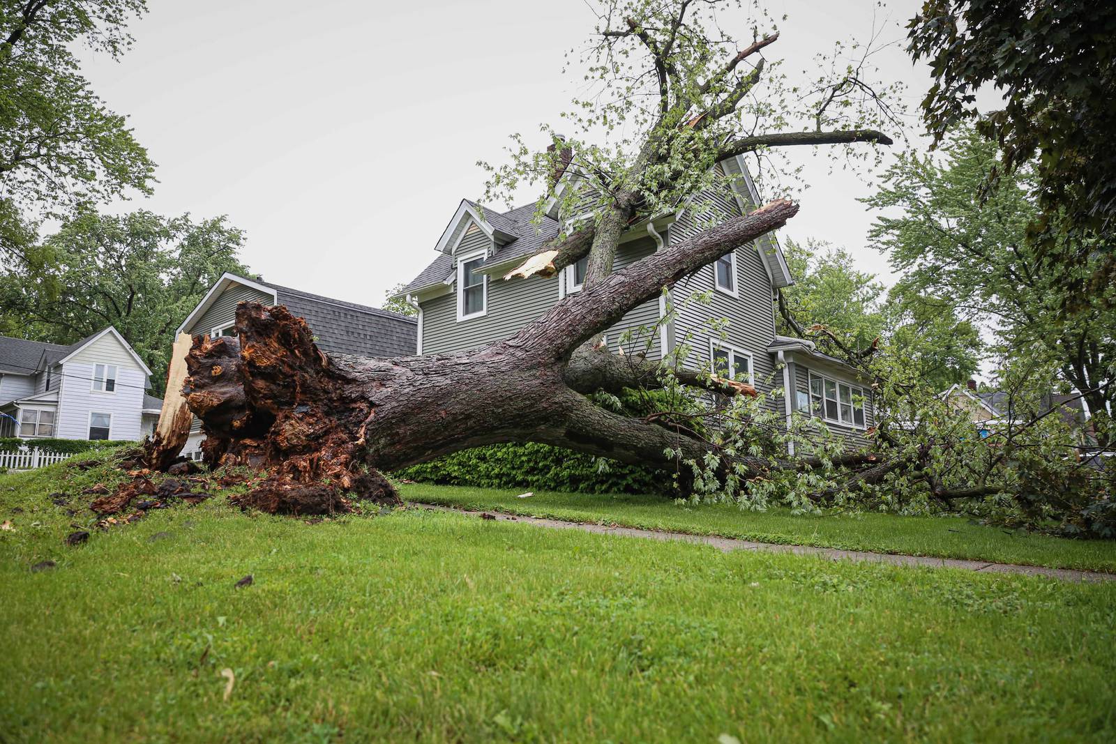 Trees, wires down after storms zip across McHenry County – Shaw Local