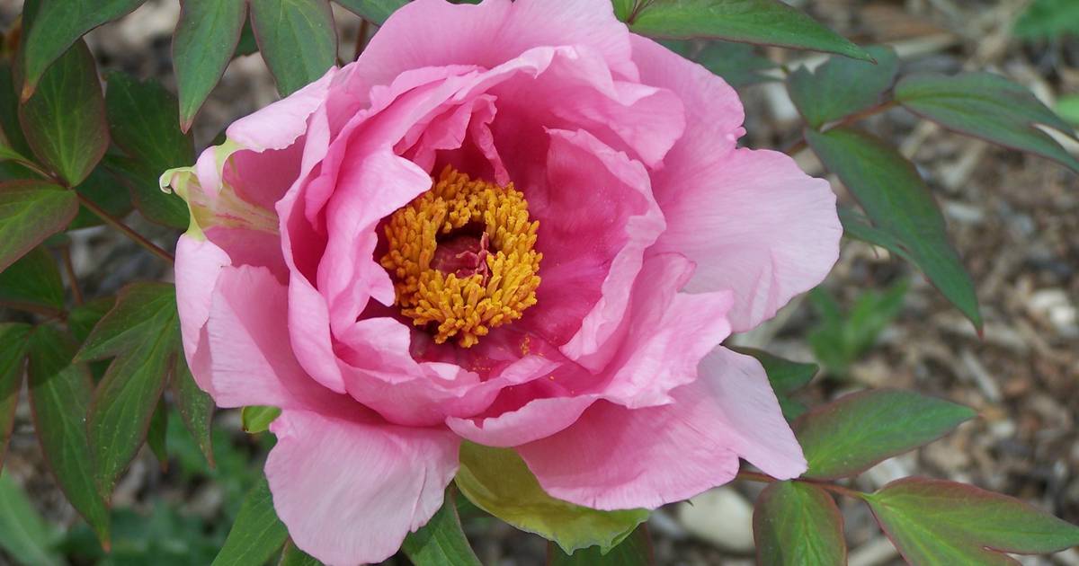 Learning to Grow: Peonies signal summer’s start – Shaw Local