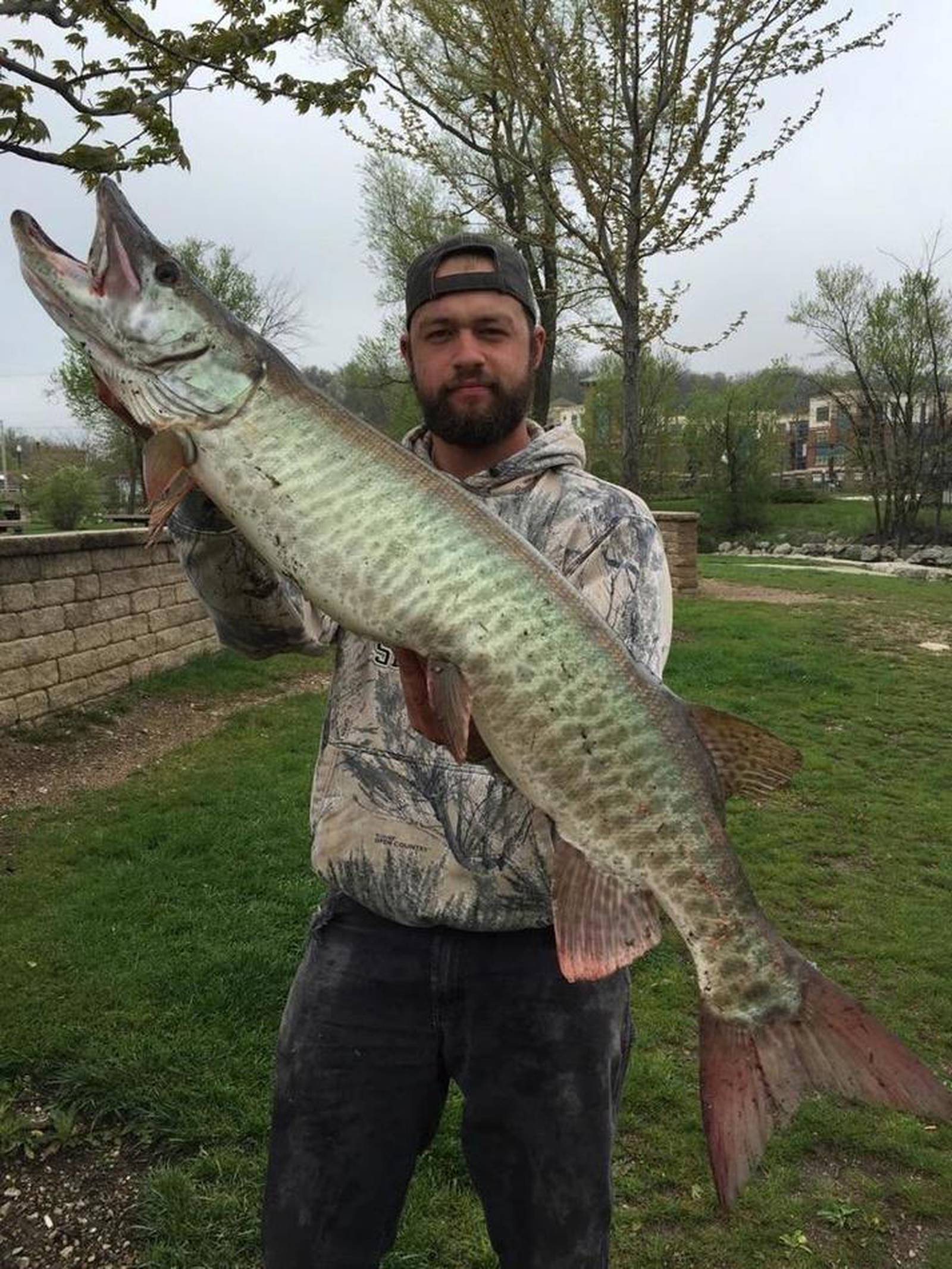 Sarley: Huge muskie caught on Fox River near Algonquin Dam on Tuesday ...