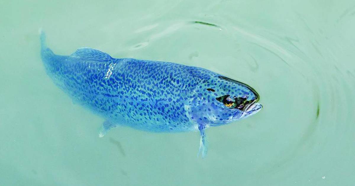 Illinois spring trout season opens April 6 at 58 locations statewide ...