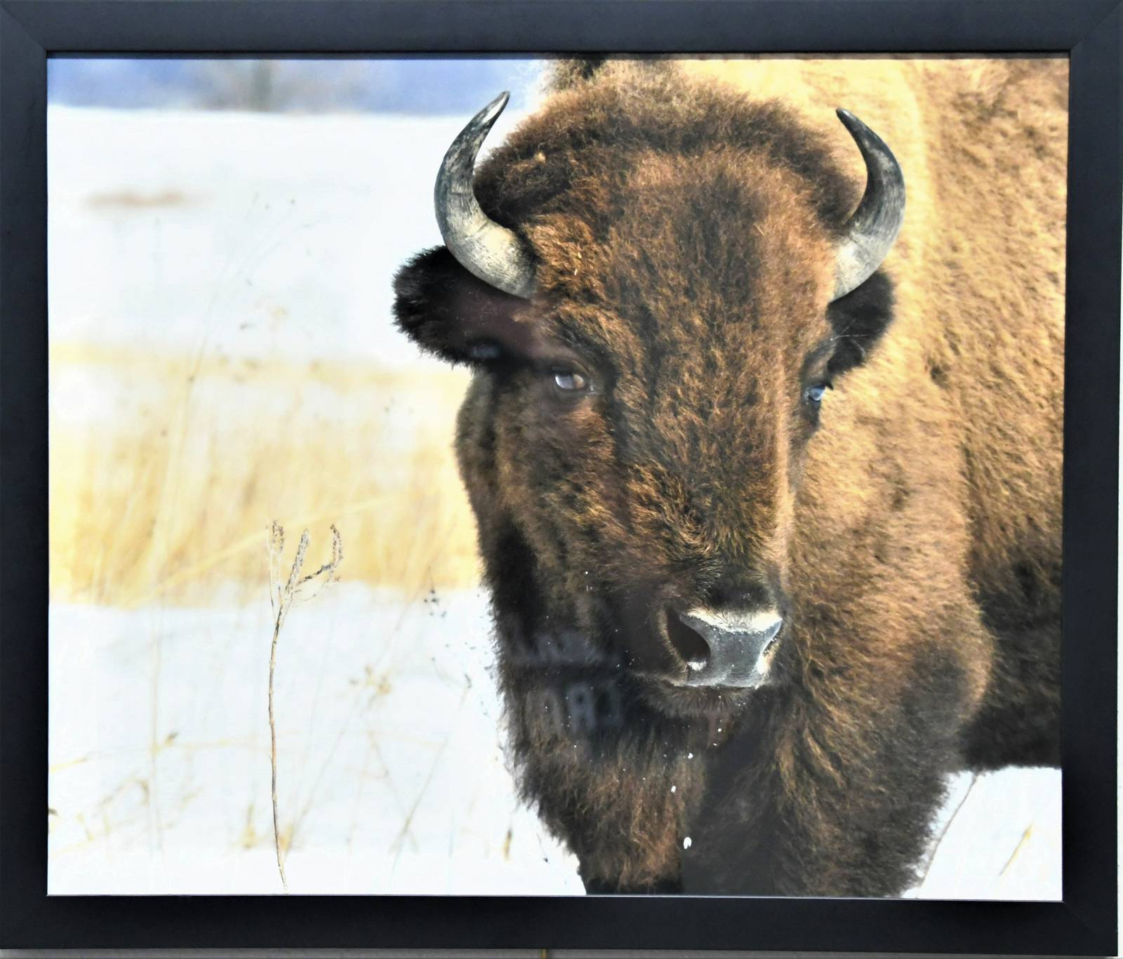 Dixon artist’s Nachusa Grassland photography featured at exhibit – Shaw ...