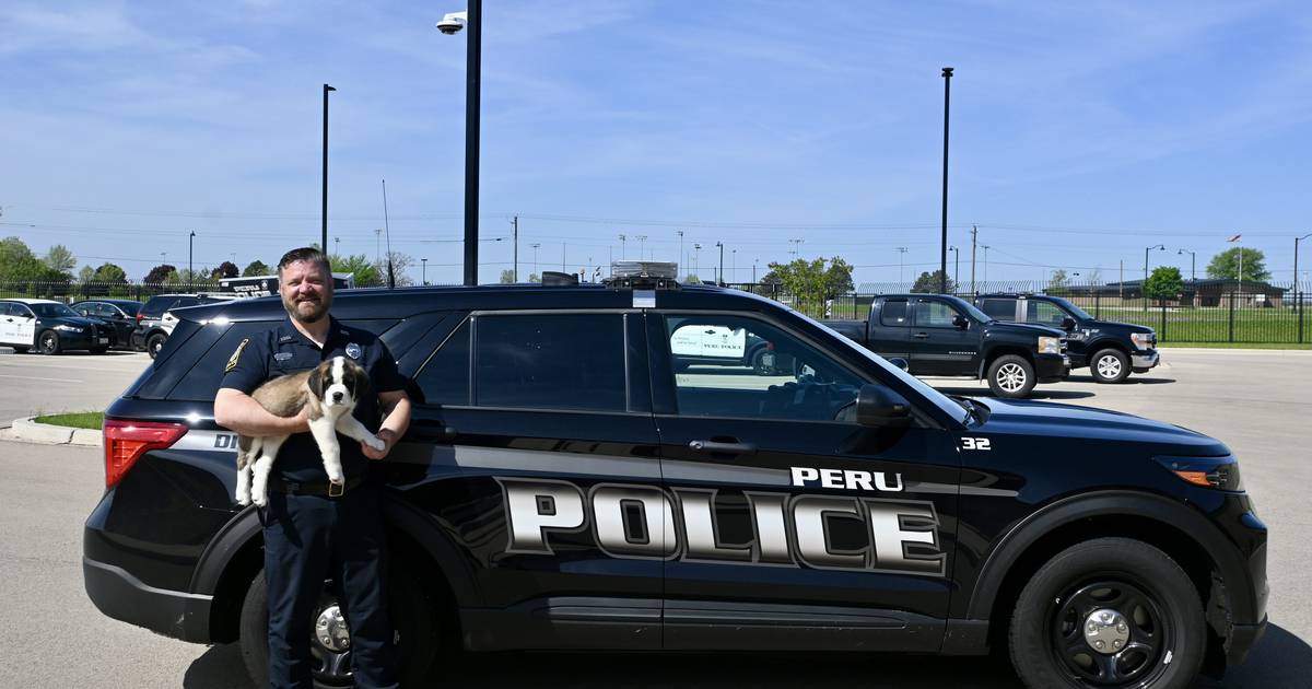 Meet Peru Police Department’s newest recruit, Haven – Shaw Local