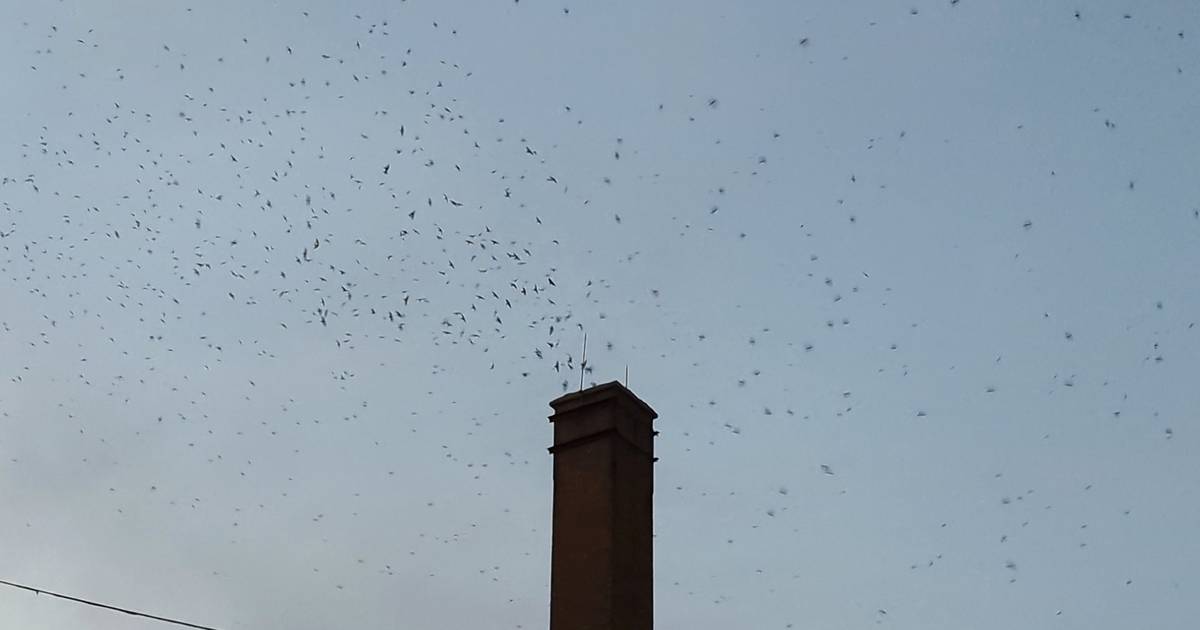 Good Natured in St. Charles: Chimney swift migration promises annual ...