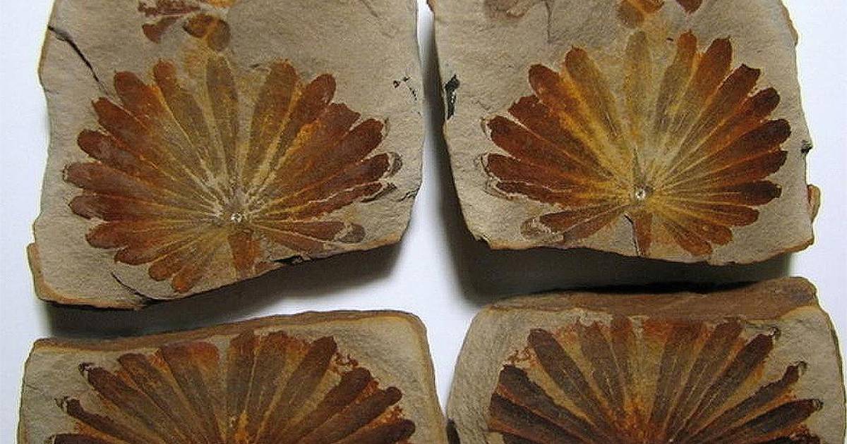 Celebrate Illinois’ state fossil at the Tully Monster Festival on Oct ...