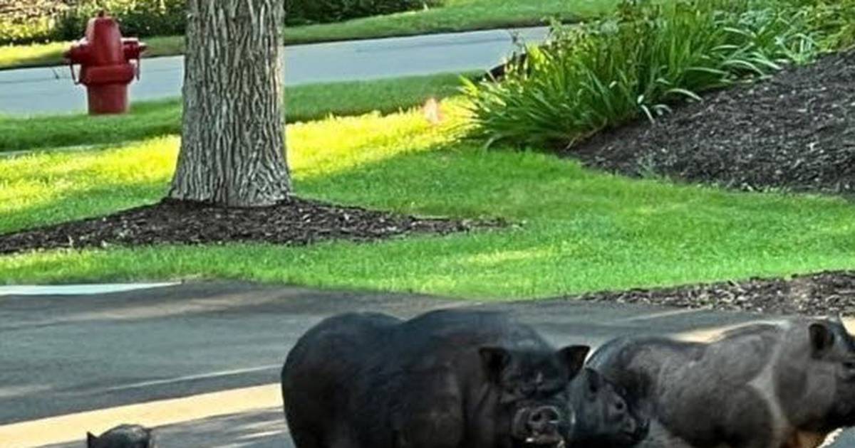 One pig caught, three others remain on the loose in Wayne – Shaw Local