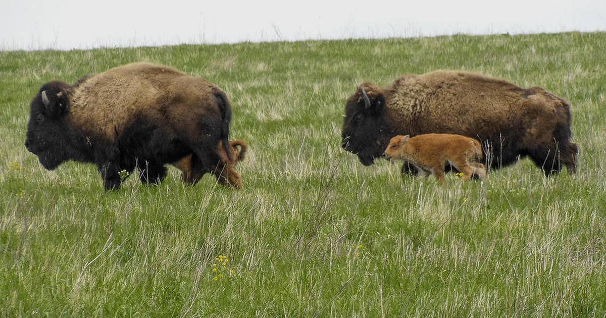 Midewin National Tallgrass Prairie welcomes baby bison – Shaw Local