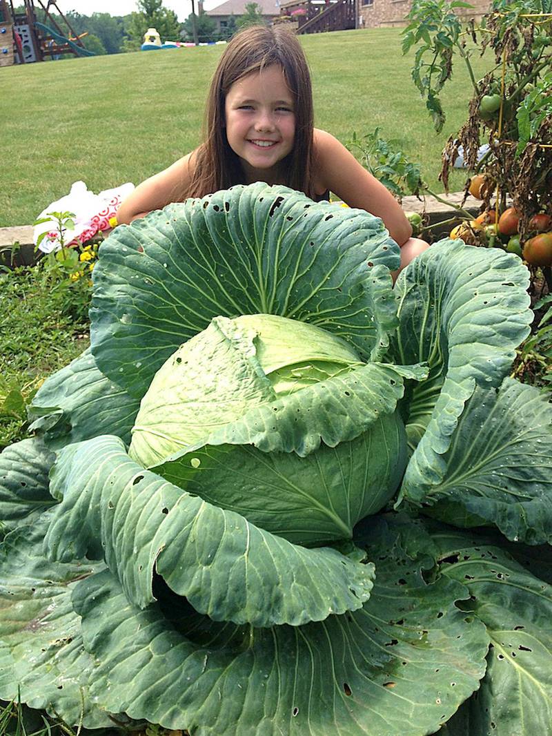 Girl grows largest cabbage in Illinois – Shaw Local