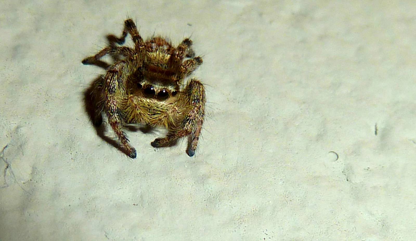 Good Natured: The "teddy bears" of the spider world – Shaw Local