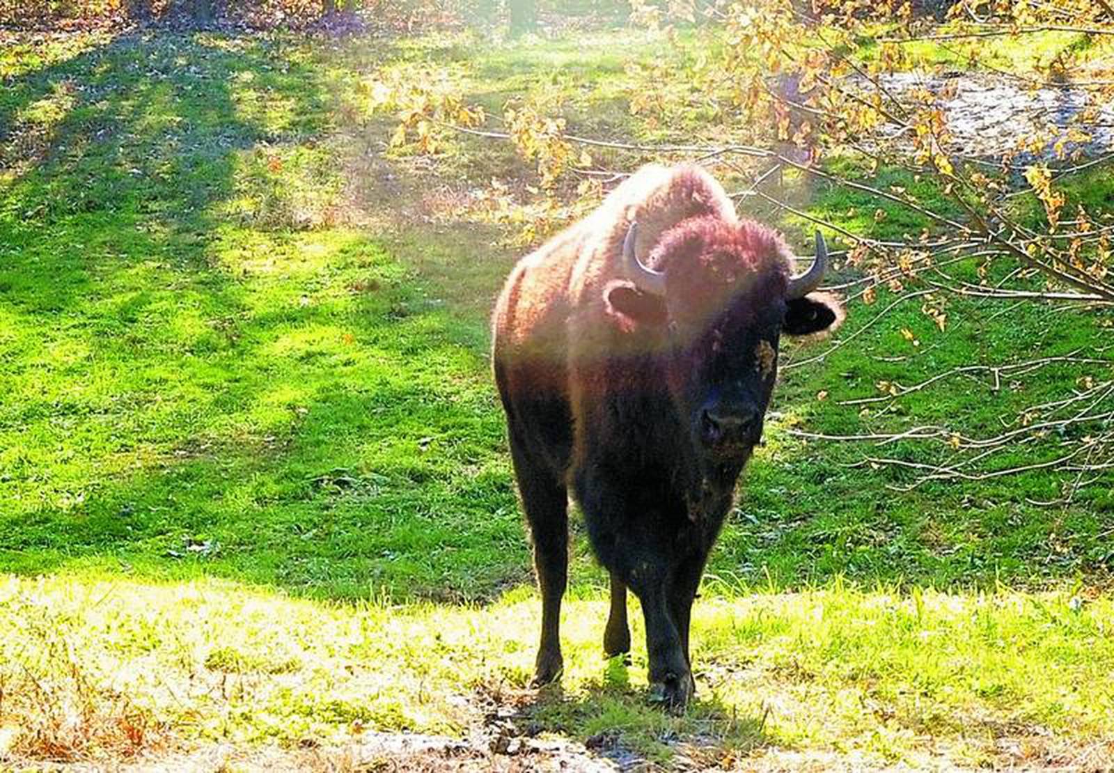 Buffalo Rock bison together: Cocoa and Pebbles – Shaw Local