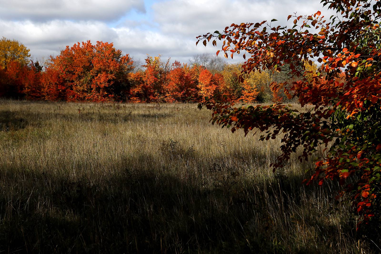 Photos: What makes those yellow, orange and red fall colors? – Shaw Local