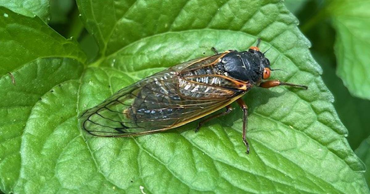 Photos: Cicada emerge in McHenry County after long underground slumber ...