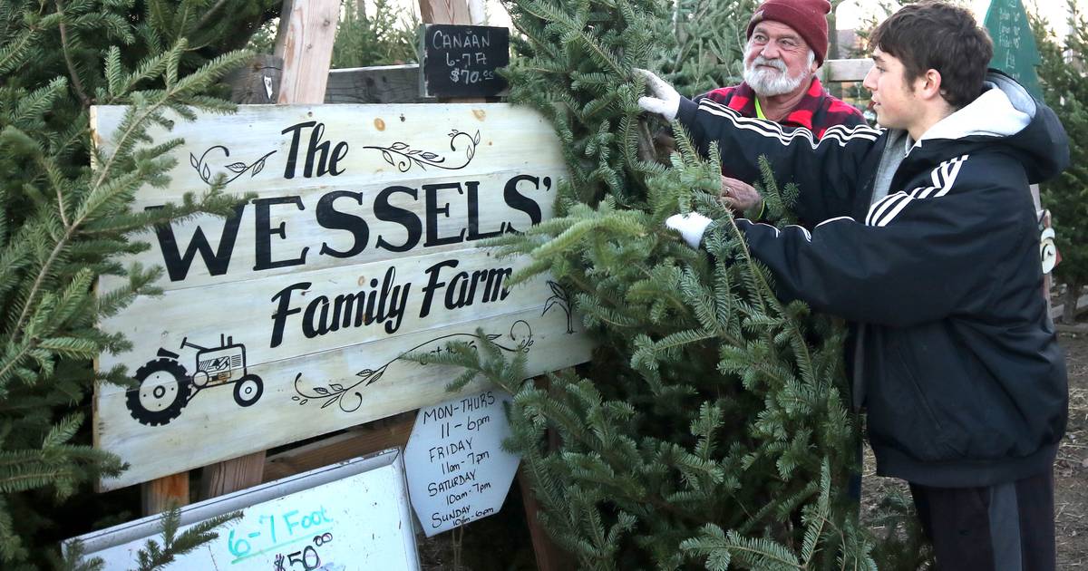 Photos: Wessels' Family Farm offers Christmas trees of all shapes and ...