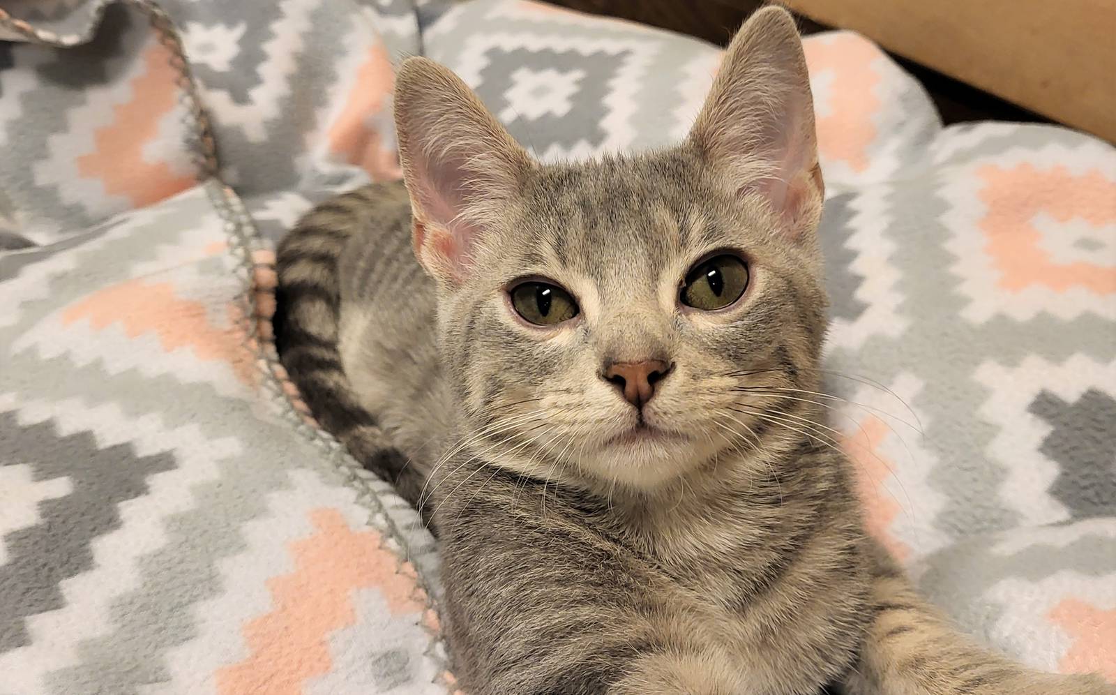 Rambunctious kitten ready to entertain forever family – Shaw Local