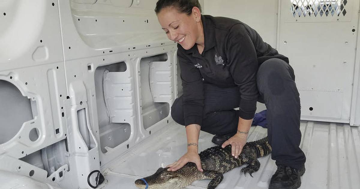 Investigators want to know who left gator in Lake Michigan – Shaw Local