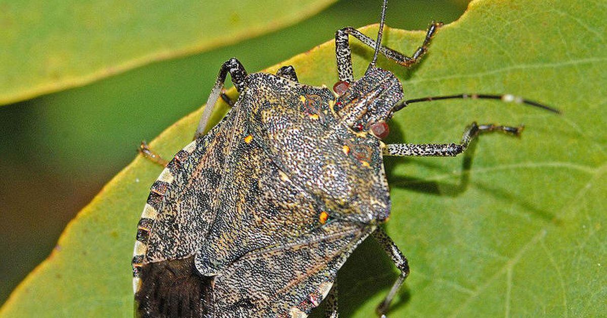 Invasive insect pests: Watch for these unwanted guests – Shaw Local