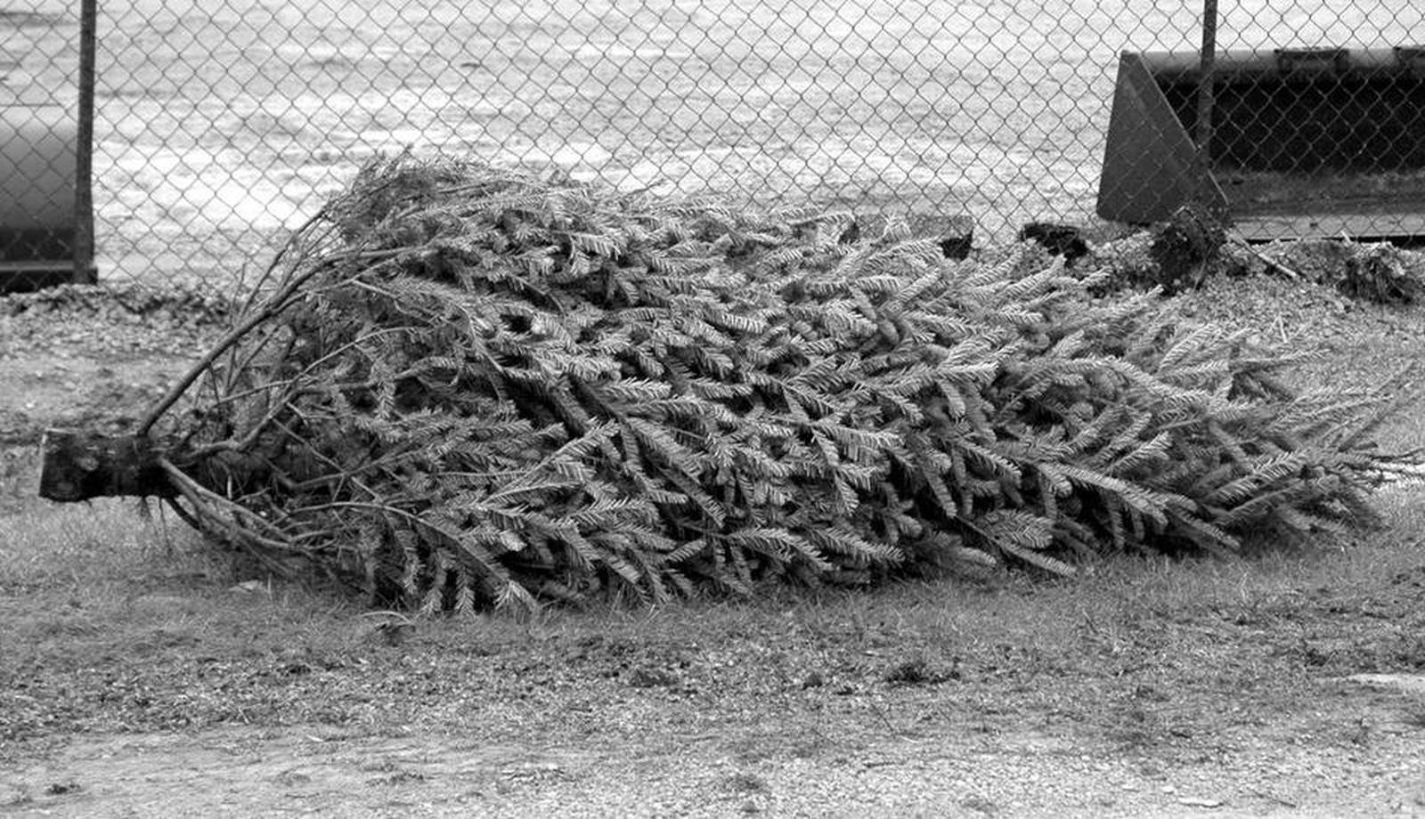 City of Rochelle releases Christmas tree recycling information – Shaw Local