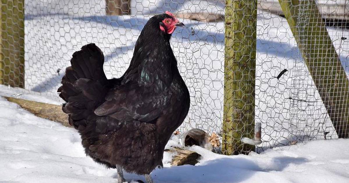 Ruffled feathers: Group seeks to allow chickens in DeKalb backyards ...