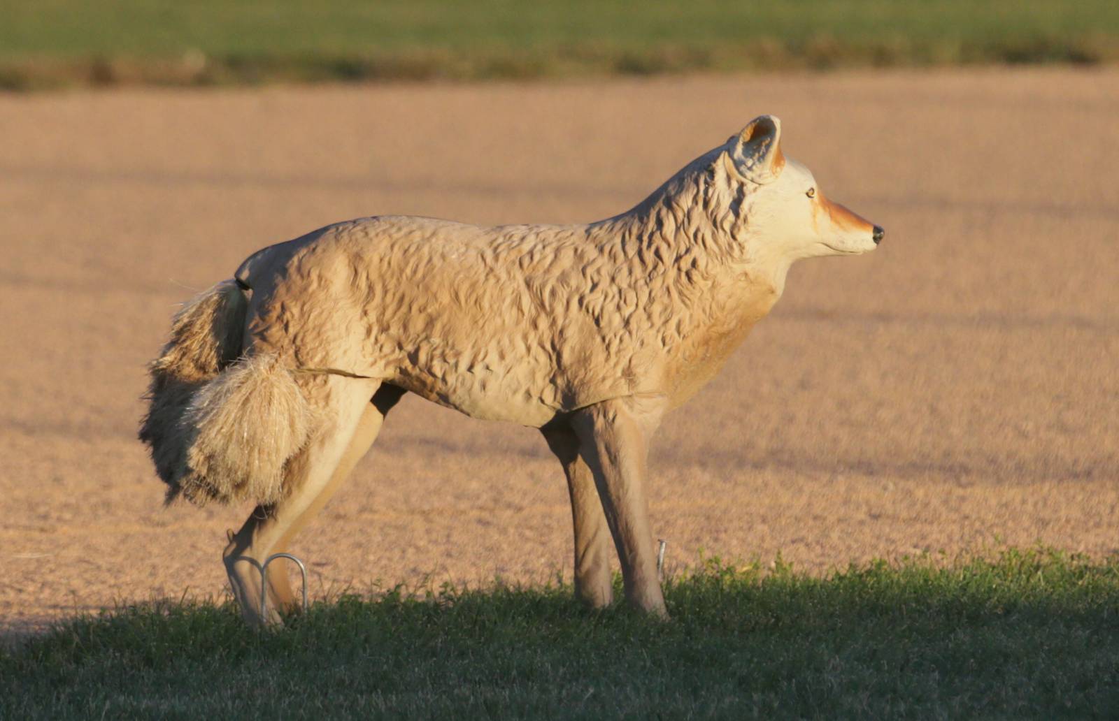 Photos: Coyote decoy keeps geese away on the Ottawa High School ...