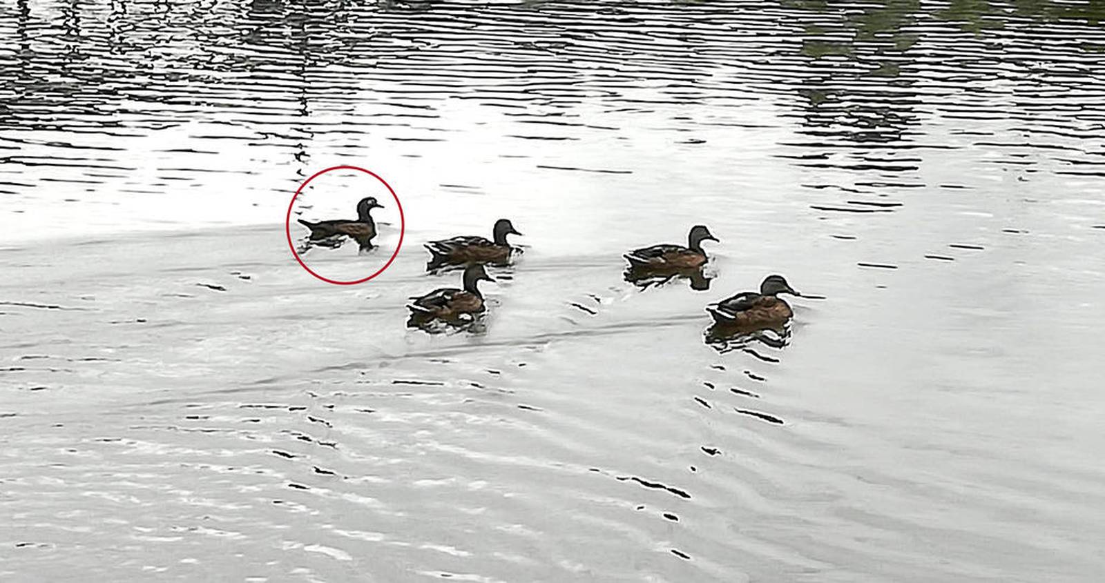 Fox River in St. Charles perfect place to watch birds gathering in ...