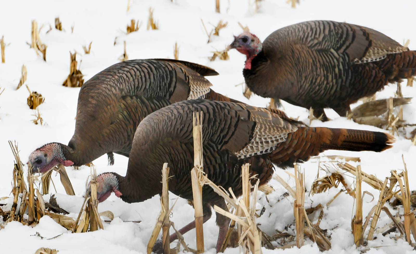 Youthful turkey hunters in Lee, Whiteside double previous harvest ...