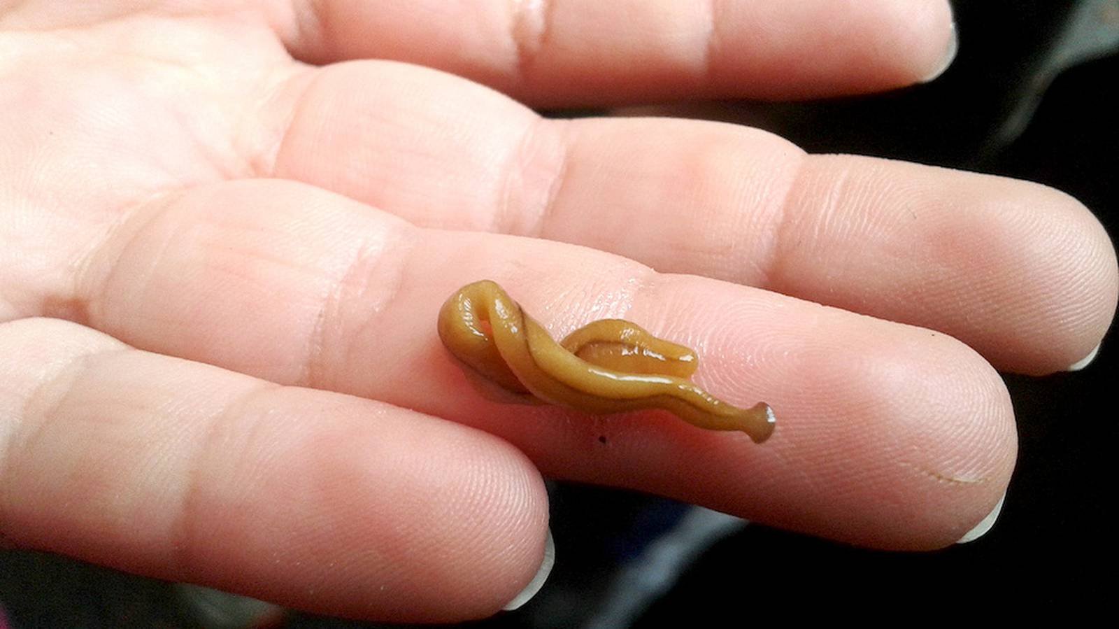 Good Natured: Witness a flatworm phenomenon at Delnor Woods – Shaw Local