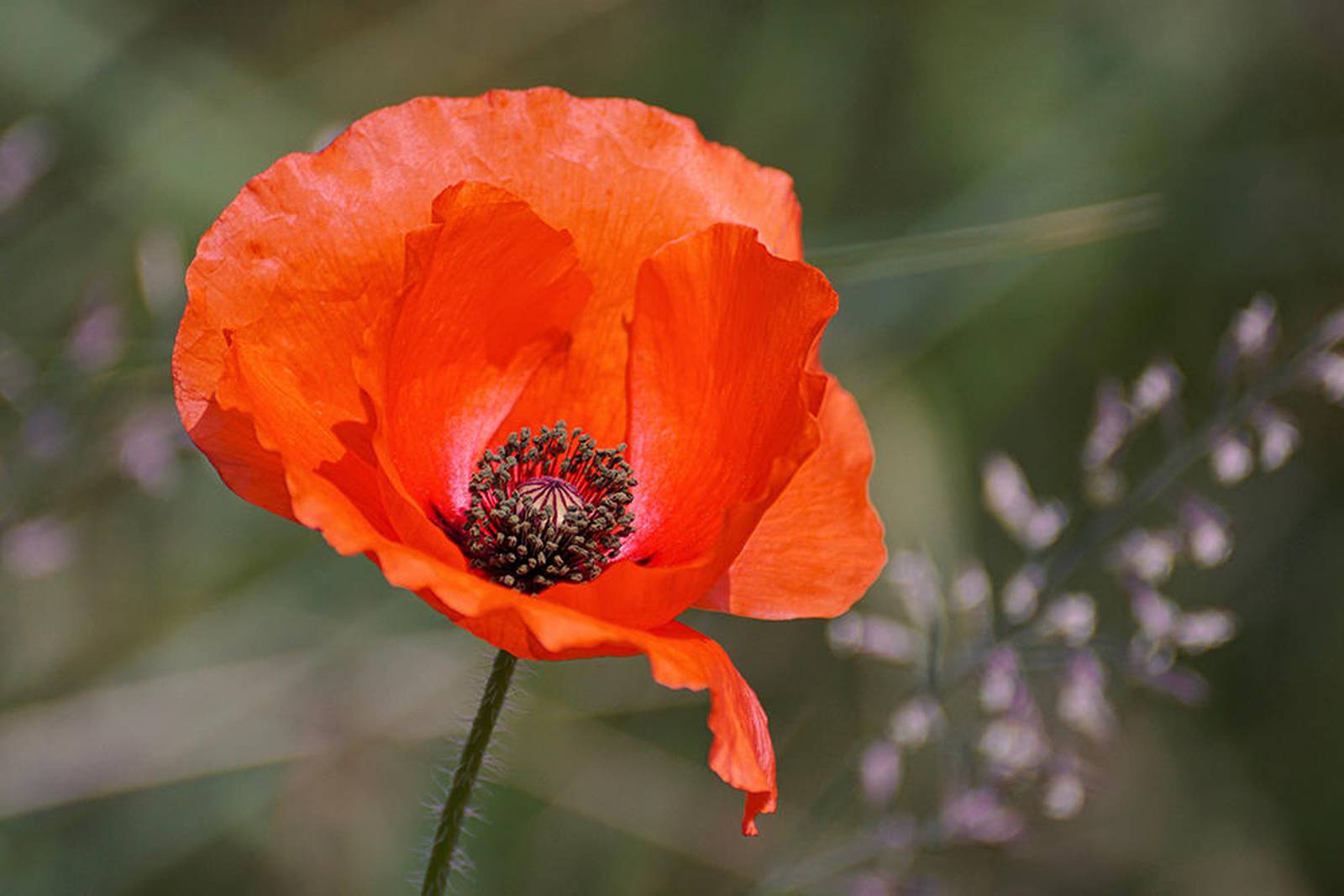 Celebrating National Poppy Day to support veterans – Shaw Local
