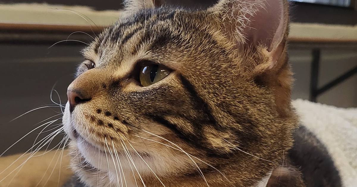 Younger cat aims to stand out in a crowd – Shaw Local