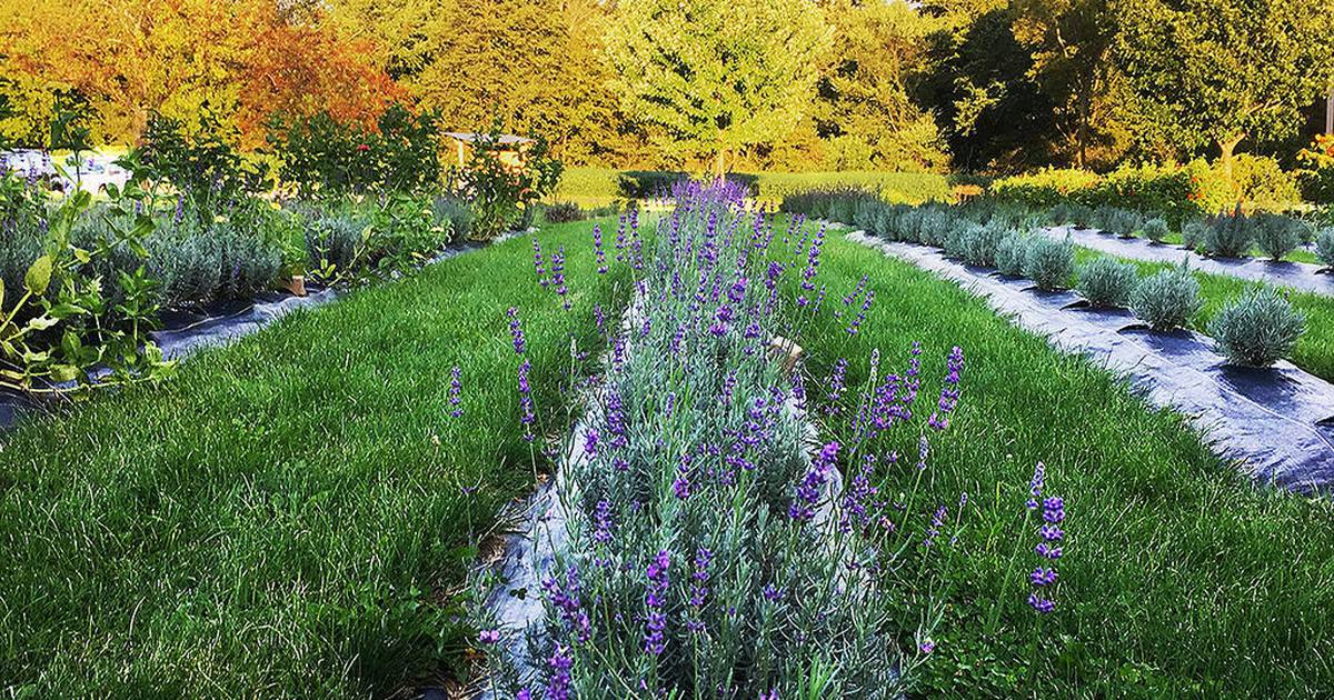 Discover Nettle Creek Lavender Farm – Shaw Local