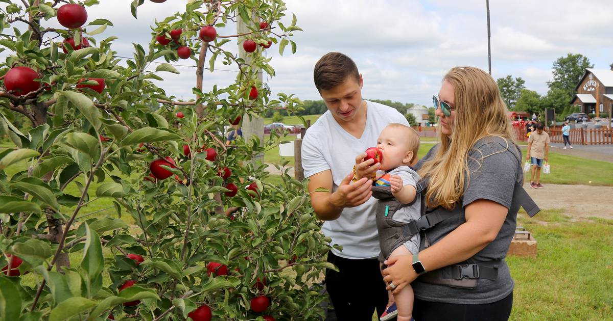 Photos: Kuipers Family Farm in Maple Park apple orchard and sunflower ...