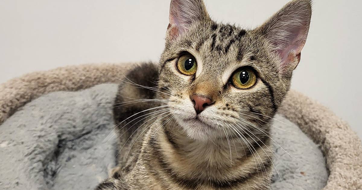 Sweet kitten ready to charm forever family – Shaw Local