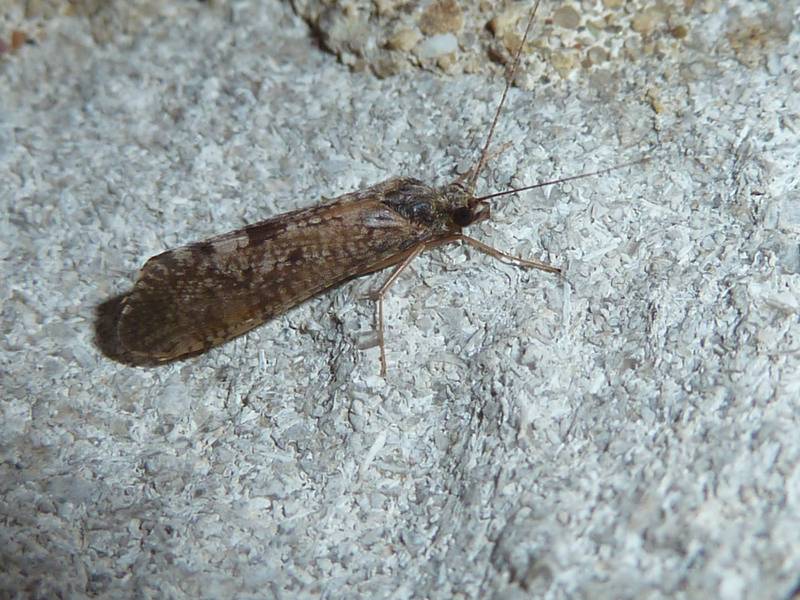Good Natured in St. Charles: Caddisflies another uncommon work of art ...