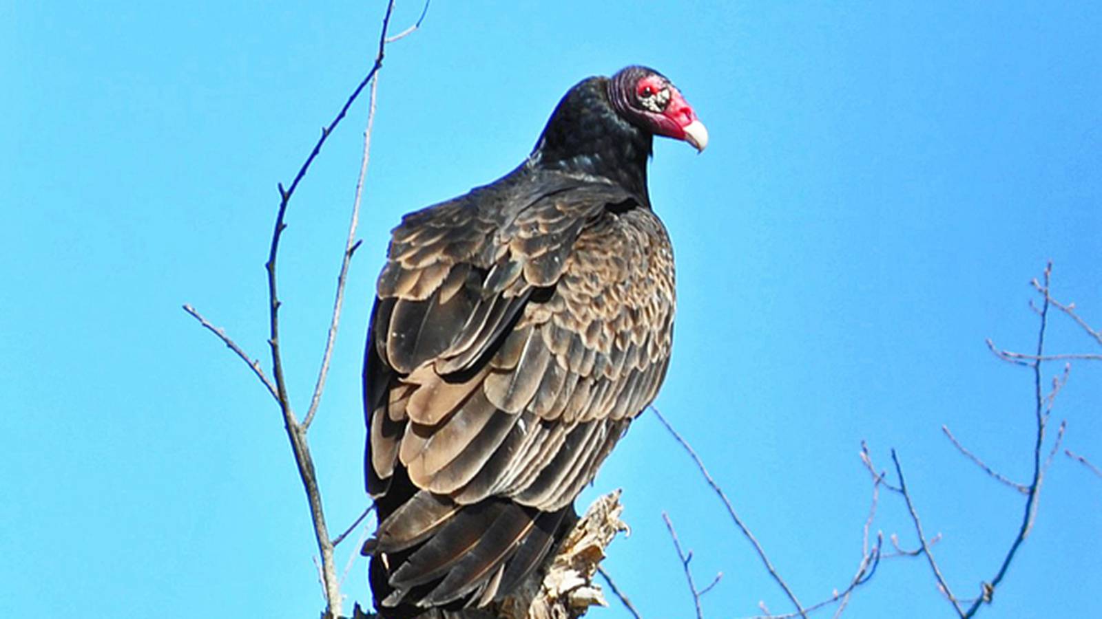 Otto: Turkey vultures are big, creepy and wonderful – Shaw Local