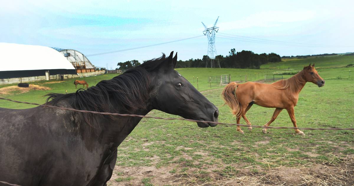 Cowboy church coming to La Salle – Shaw Local