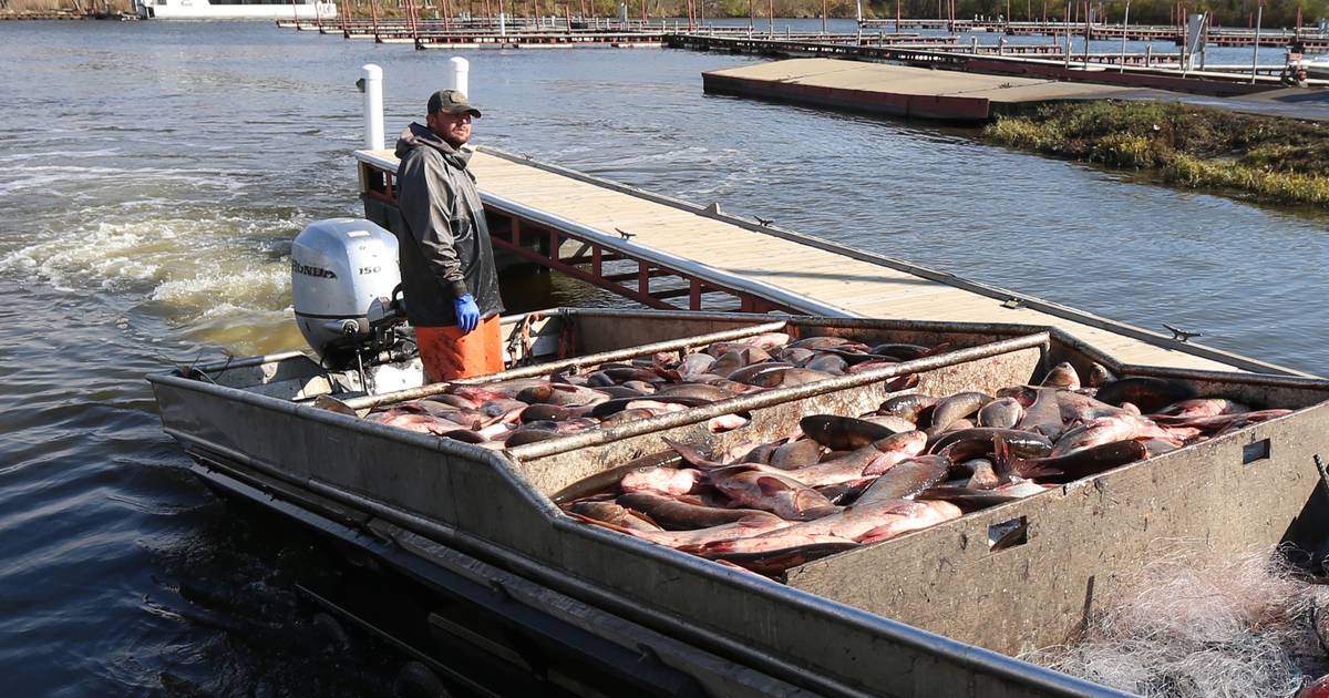 Photos: IDNR nets invasive fish near Starved Rock – Shaw Local