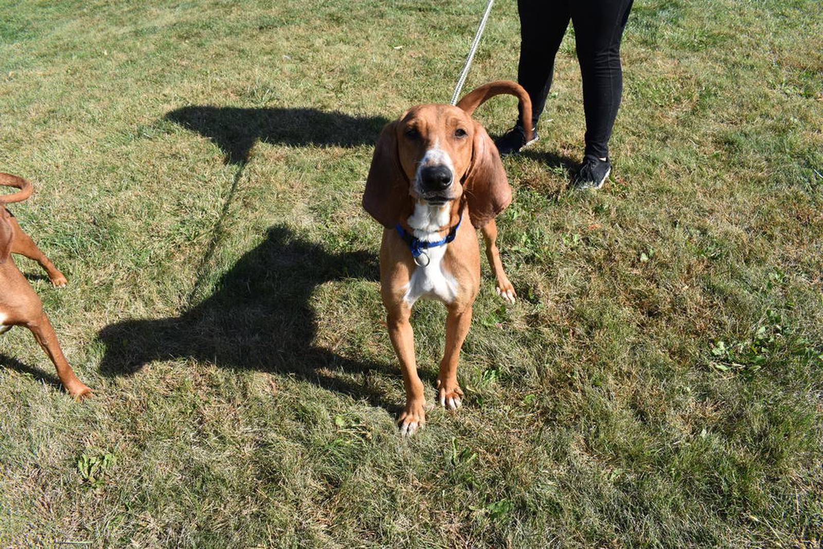 Kane County Animal Control to host drive-thru rabies vaccination and ...