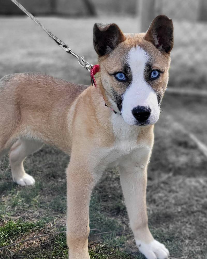 Husky mix pup seeks family to keep up with her – Shaw Local