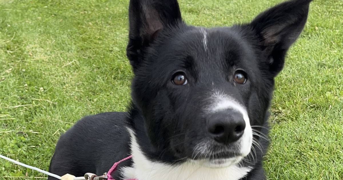 Kane County Animal Control rabies tags fees to increase Jan. 1 – Shaw Local