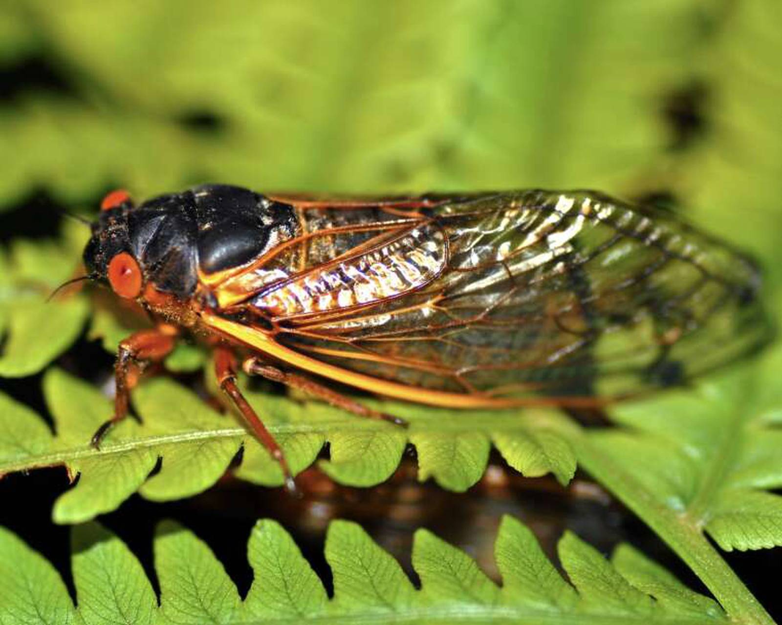 Rare dual emergence of cicadas has some people buzzing: ‘We think it’s ...