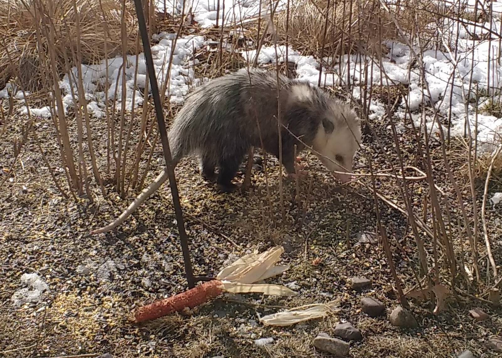 Good Natured in St. Charles: Opossums have survivalist story to tell ...