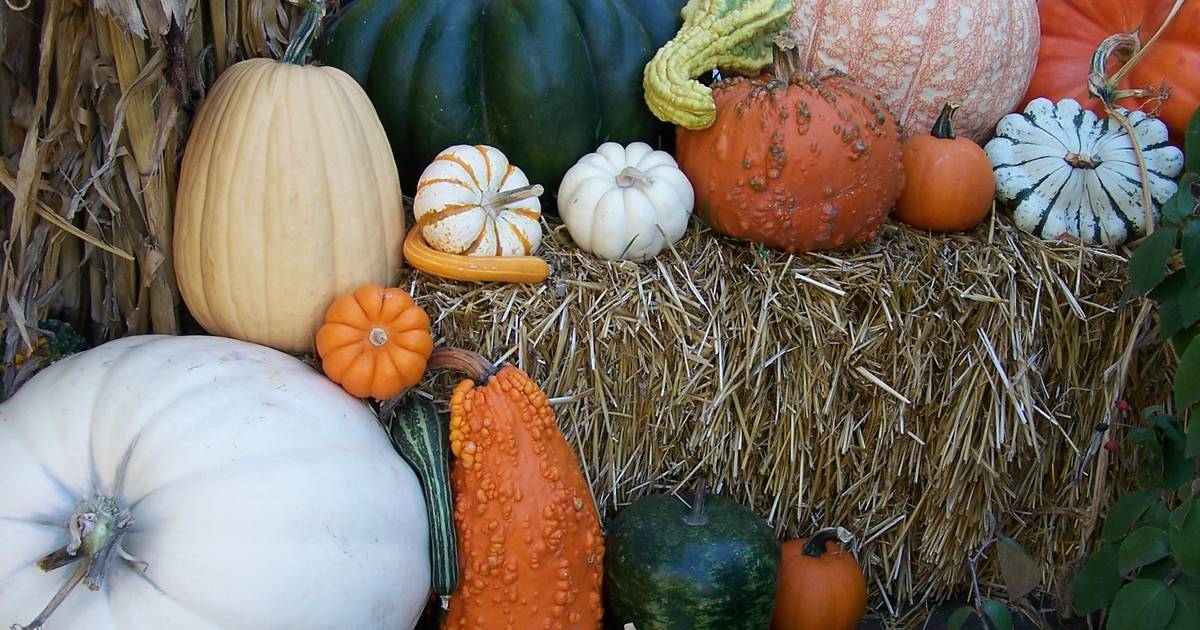 Upcoming fall craft shows around Will County – Shaw Local