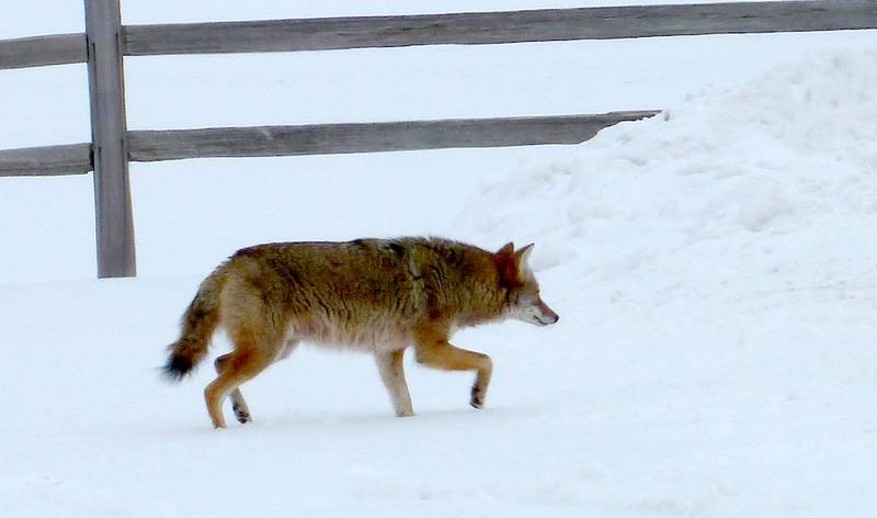 The dilemma: Trapping or 'hazing' to control aggressive coyotes? – Shaw ...