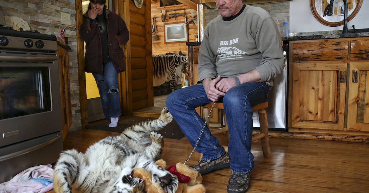 Wolf ranch in Lockport raises funds for new tiger enclosure – Shaw Local