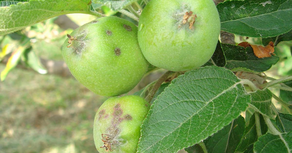 Down the Garden Path: Flowering crabapple and apple tree diseases ...