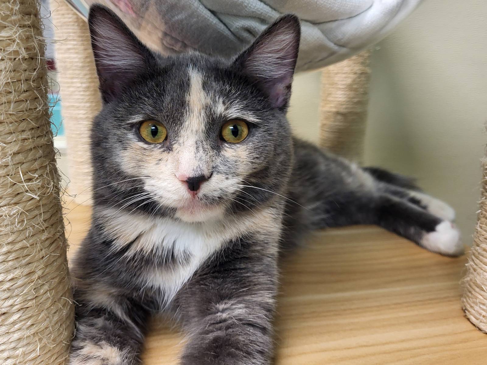 Rare male dilute calico cat looking for ‘purr-fect’ home – Shaw Local