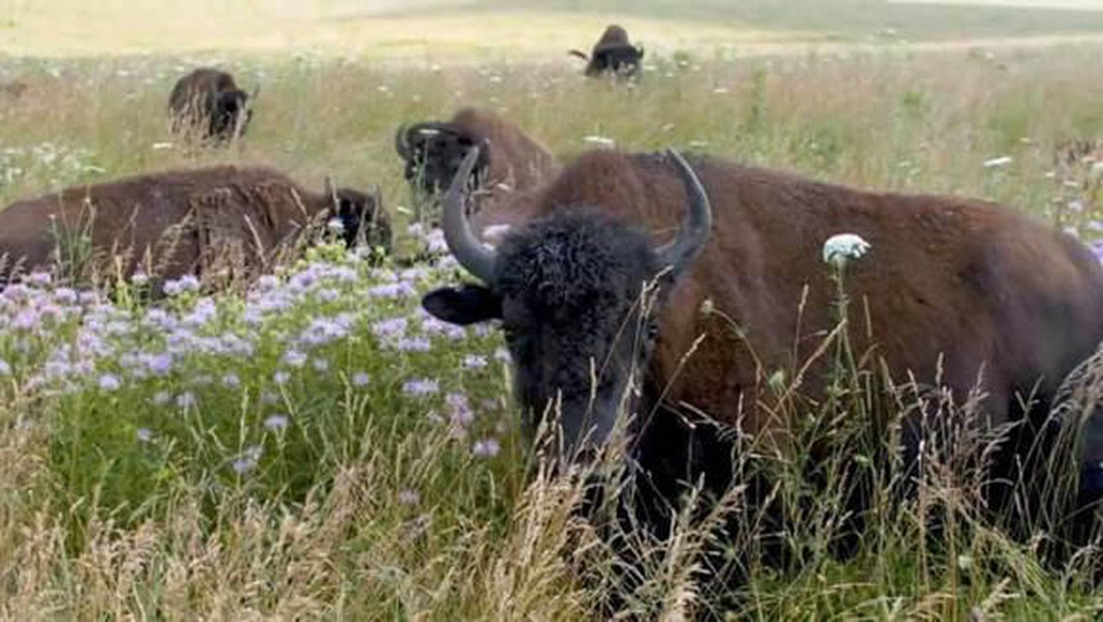 July Is National Bison Month: here's how to celebrate – Shaw Local