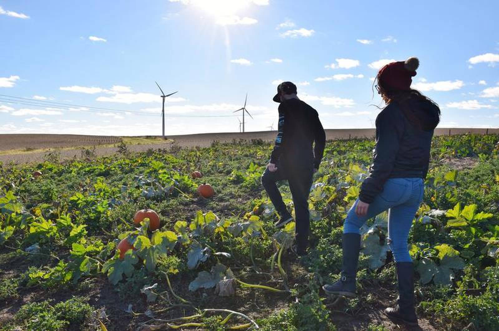 People head to local pumpkin patches for authentic experience – Shaw Local